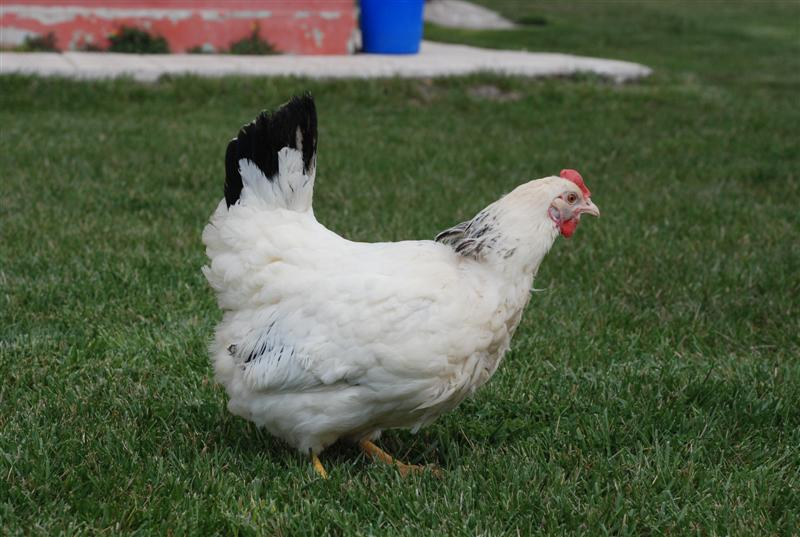 Tavuk Horoz Civciv ve Kümesler